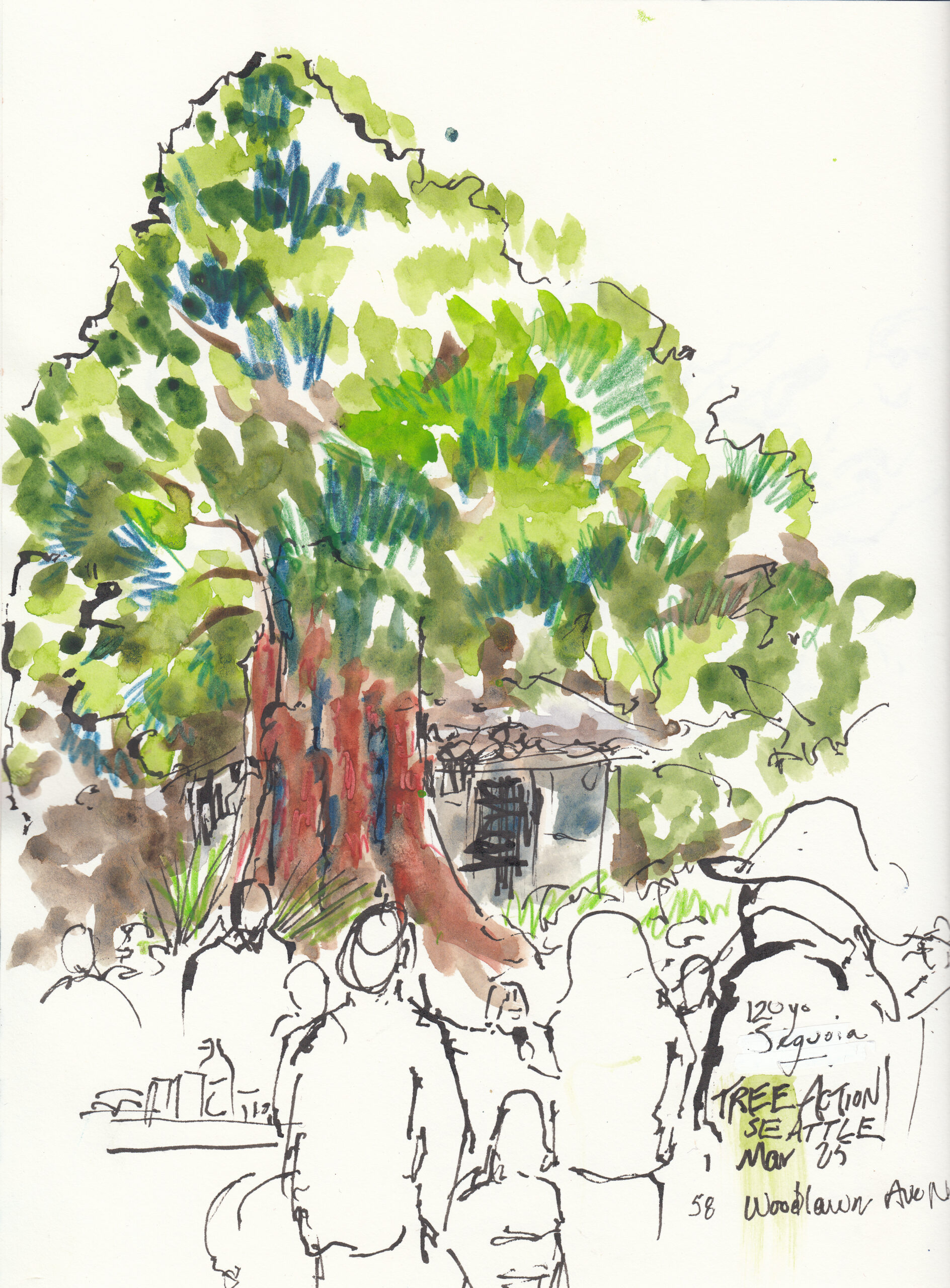 Green Lake Sequoia – Big and beautiful….and at risk!