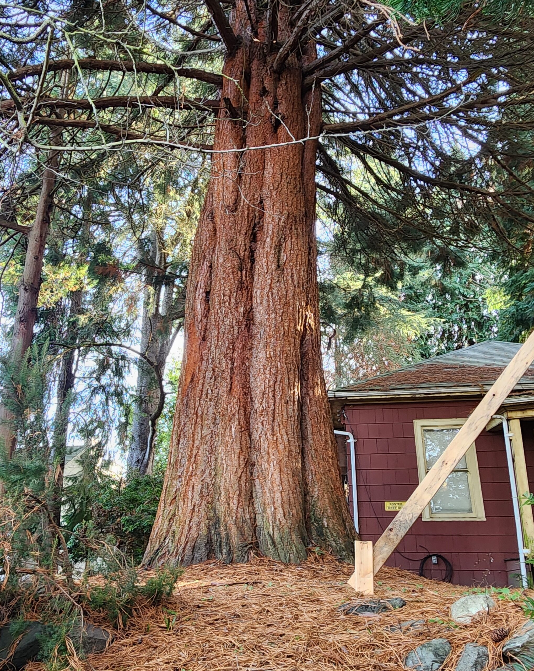 Green Lake Sequoia – Big and beautiful….and at risk!
